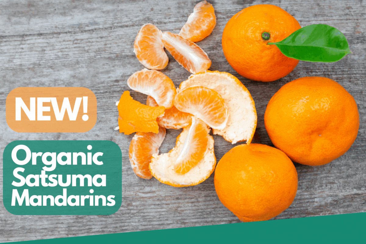 Frog Hollow Farm: Get Ready for Organic Satsuma Mandarins! 🥳🍊 | Milled