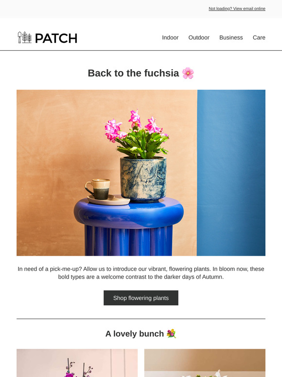 Patch Plants: Meet our flowering plants 🌼 | Milled