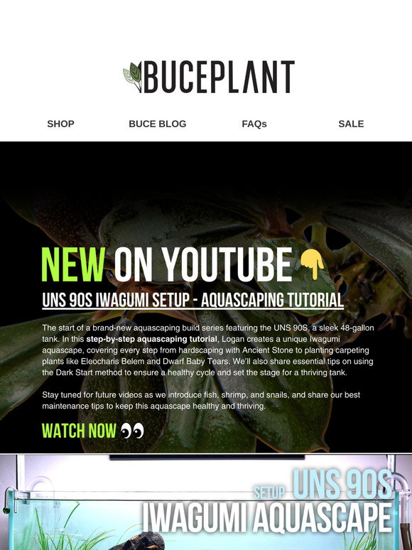 Buce Plant: 🌱Step-by-Step Iwagumi Aquascaping Tutorial | Milled