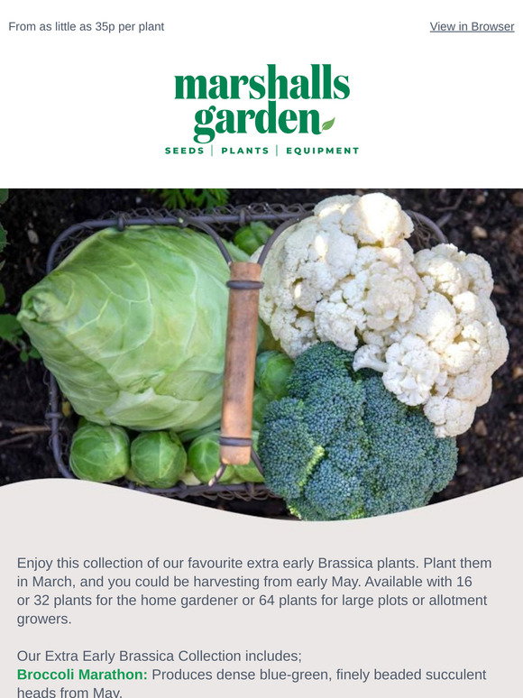 Marshalls Seeds: Extra Early Brassicas Now Available to Pre-Order | Milled