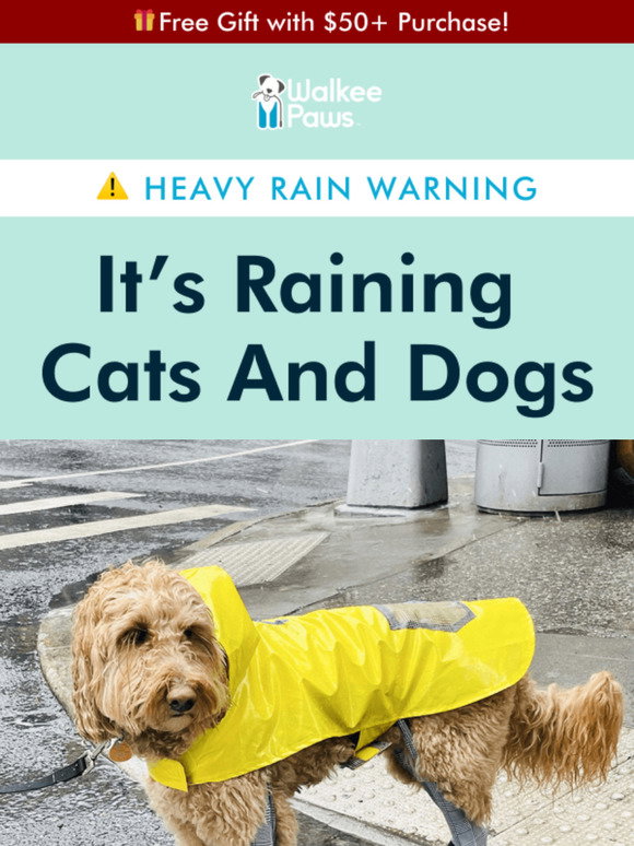 Walkee Paws: Get ready for rain | Milled