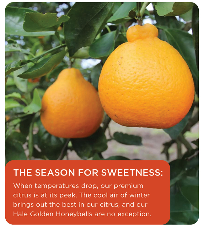 Hale Groves: Our Rare Hale Golden Honeybells Are Available NOW! | Milled