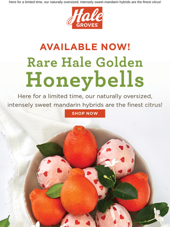 Hale Groves: Our Rare Hale Golden Honeybells Are Available NOW! | Milled