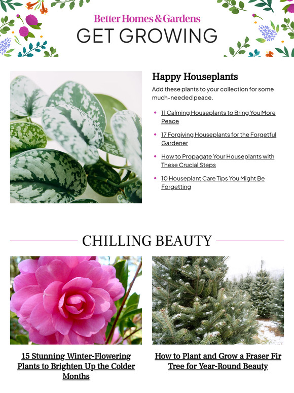 Better Homes and Gardens: 11 Calming Houseplants for More Peace in 2025 ...