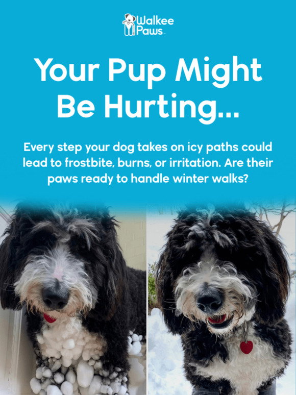 Walkee Paws: Your pups paw's might be hurting | Milled