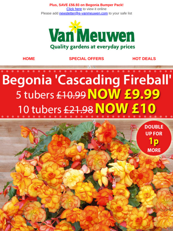 Van Meuwen: Cascading Begonia Fireball - Double for 1p more! | Milled