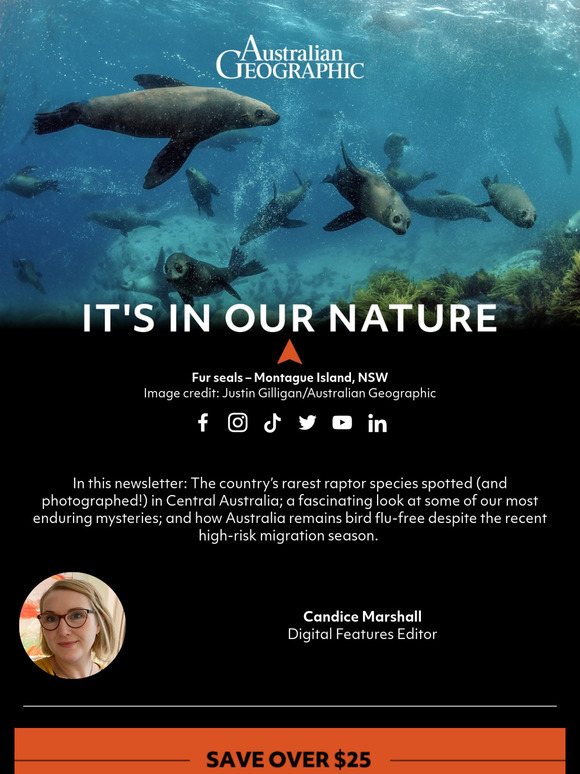 Australian Geographic: Australia's rarest raptor returns | Milled