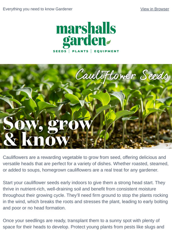 Marshalls Seeds: Sow, Grow & Know: Your Guide to Cauliflowers | Milled