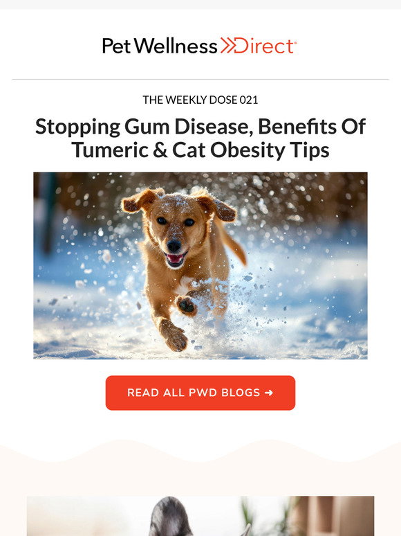 Pet Wellness Direct: The Weekly Dose 021: Stopping Gum Disease ...