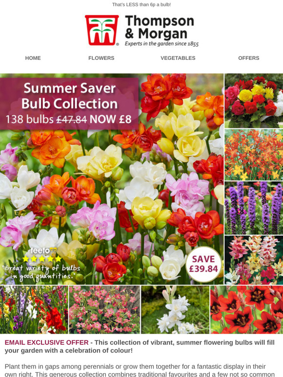 Thompson & Morgan: £47 Summer Bulb Bundle NOW £8! | Milled