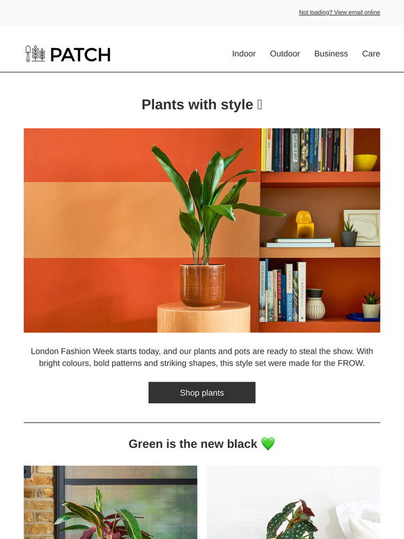 Patch Plants: Our most stylish plants 💅 | Milled