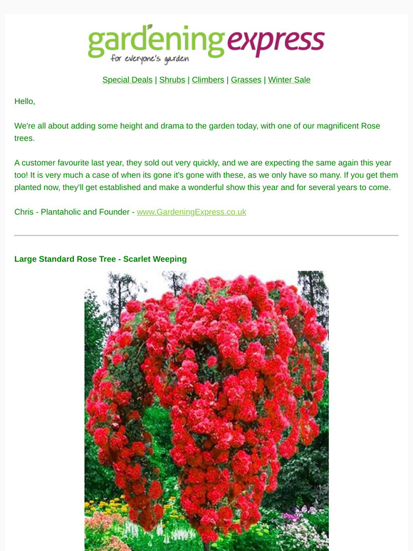 Gardening Express: Large Weeping Rose Tree, White, Bi-colour, Red and ...