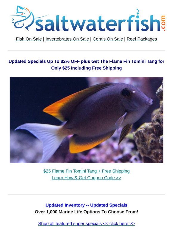 Salt Water Fish: 🐠$25 Flame Fin Tomini Tang 🇵 🇱 🇺 🇸 Free Shipping | Milled