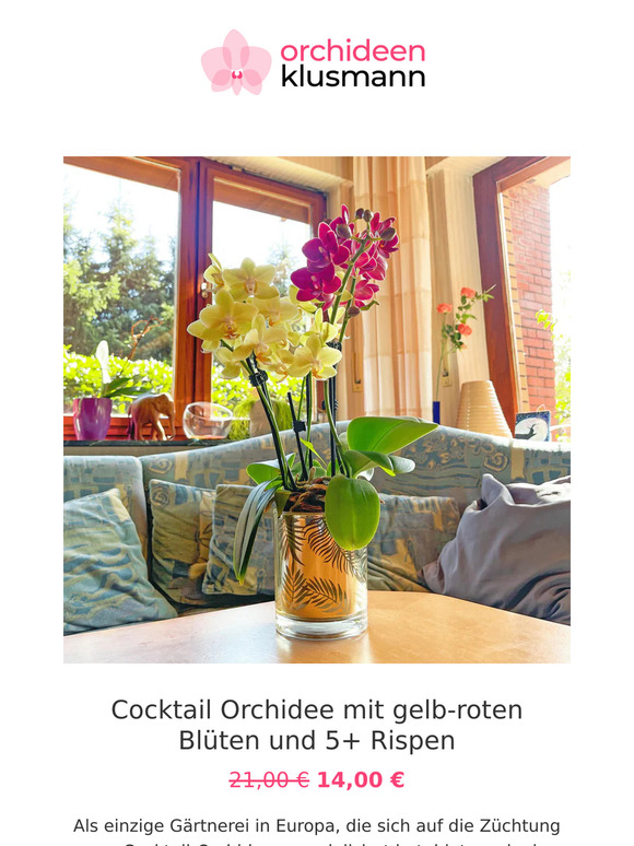 Orchideen Klusmann: 🌸 Neue Aktionsorchideen für dein Zuhause! | Milled