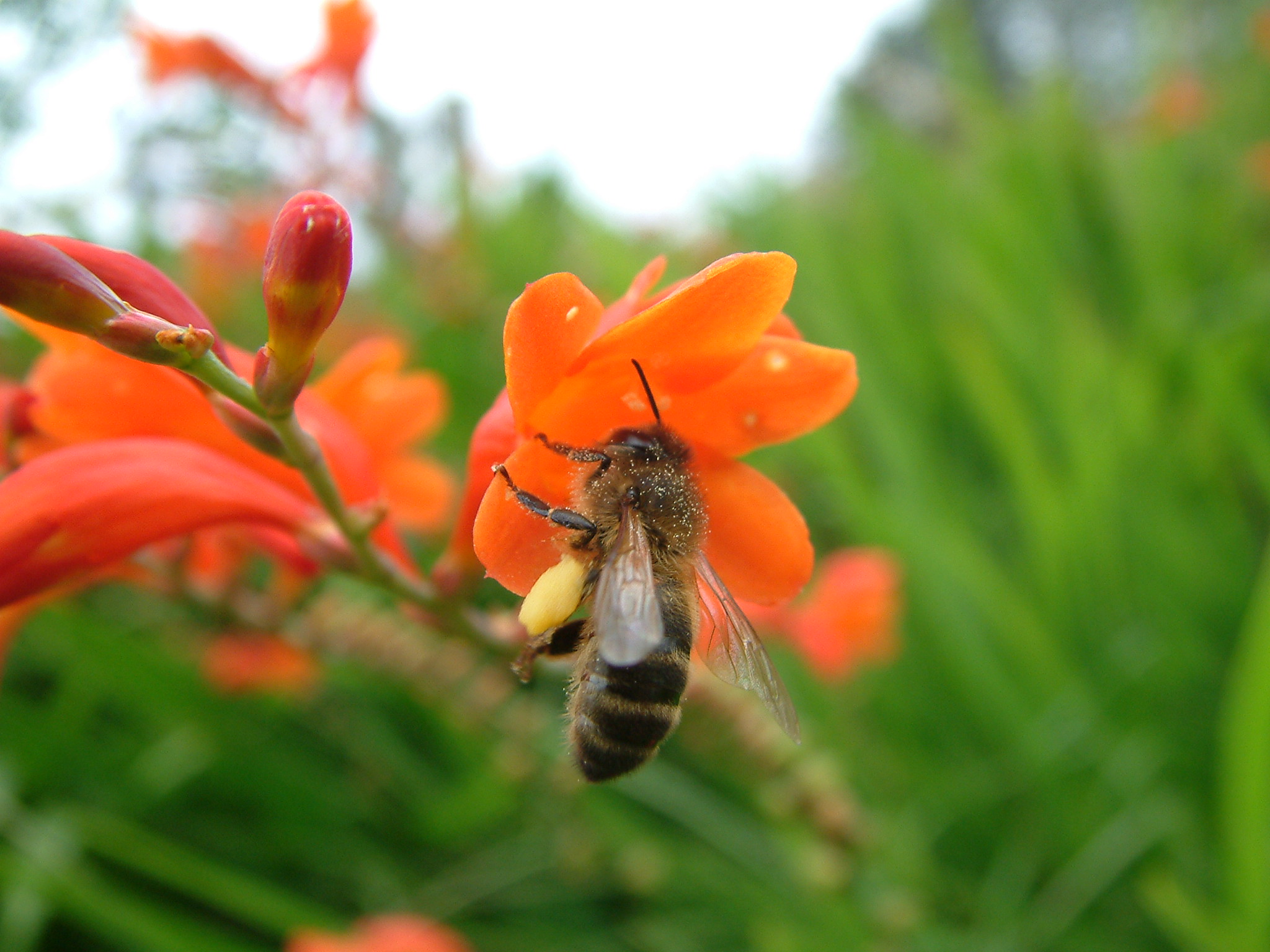 Milk Street Kitchen: BEE-lieve It or Not! Bees Can Count, Dream and ...