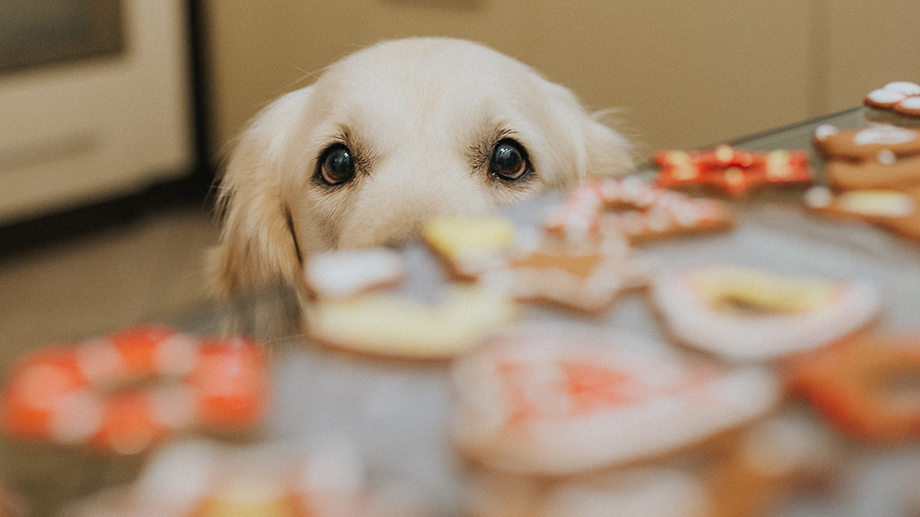 La Stampa: Il forno di Tatiana e il cane Amelia - Il dolce segreto dell ...