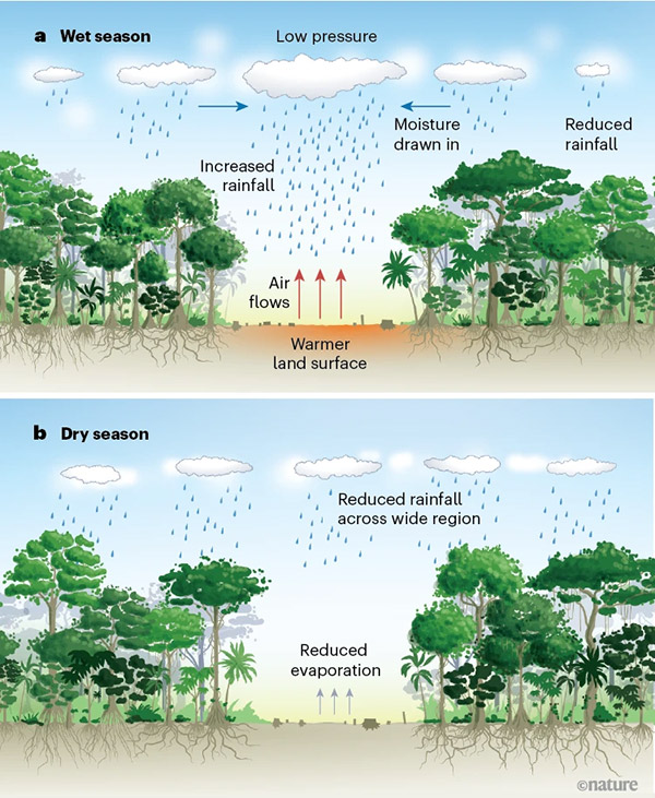 Nature: The second X chromosome helps women stave off cognitive decline ...