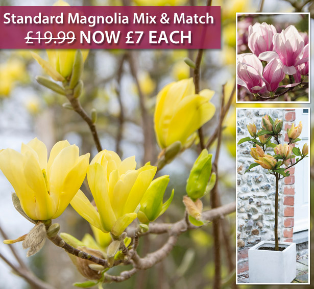 Thompson & Morgan: ONLY £7 each! Standard Magnolia Mix & Match! | Milled