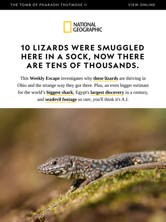 Disney: Egypt's biggest discovery this century; why lizards love ...