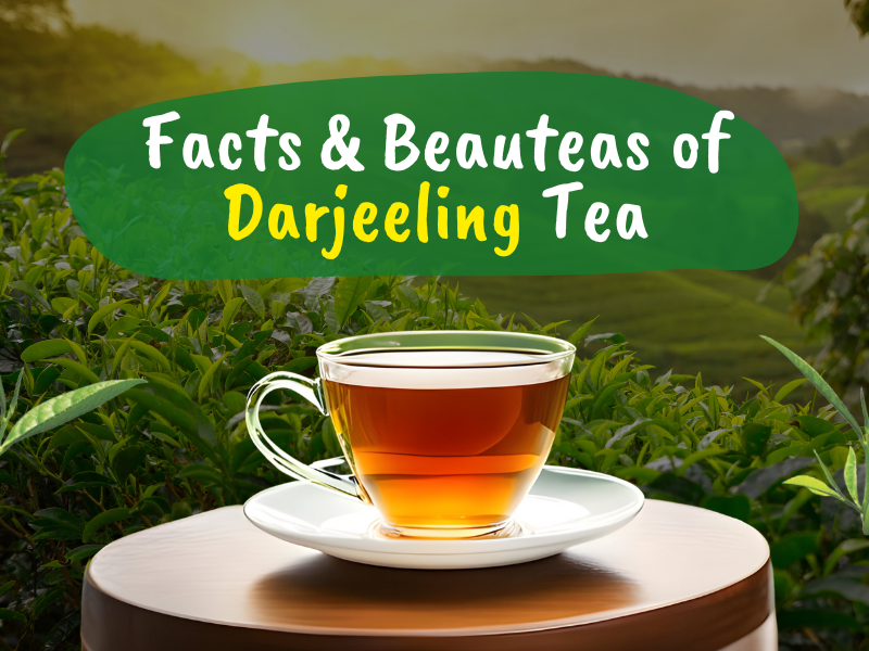 Golden Tips Tea: Quick Facts About Darjeeling First Flush Tea | Milled