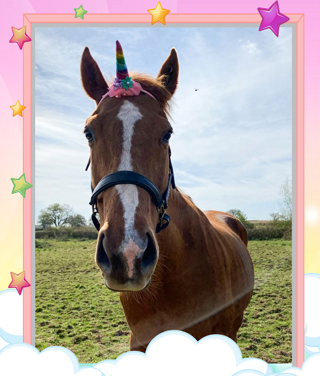 Hi Ho Silver: It's National Unicorn Day | Read about "our" UniFern 🦄 ...