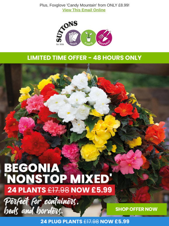 Suttons Seeds: 24 Begonia Non-Stop Mix ONLY £5.99! 48 HOURS ONLY! | Milled