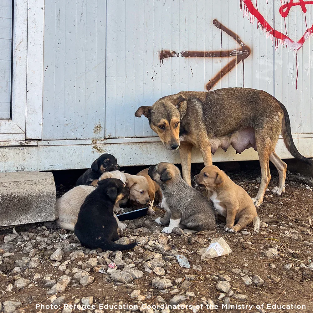The Animal Rescue Site: Make a Click, Feed Pets in Need! 🦴🐟 | Milled