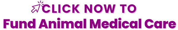 The Animal Rescue Site: Help Pets with Another Click Today 💜 | Milled