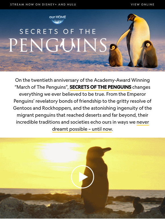 Disney+: SECRETS OF THE PENGUINS changes everything we ever believed to ...