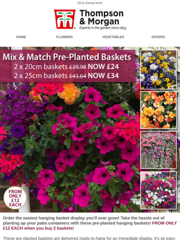 Thompson & Morgan: Pre-Planted Hanging Baskets ONLY £12 EACH! 48 HOURS ...