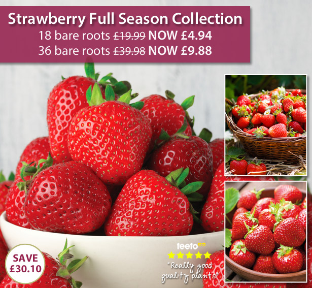 Thompson & Morgan: Full Season Strawberry Collection NOW £4.94! | Milled