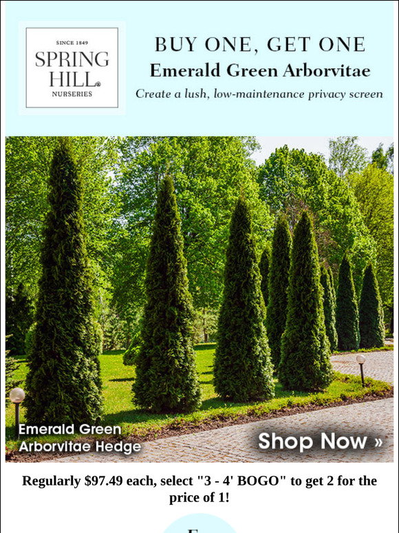 Spring Hill Nursery: BOGO Emerald Green Arbovitae? Yes please! | Milled