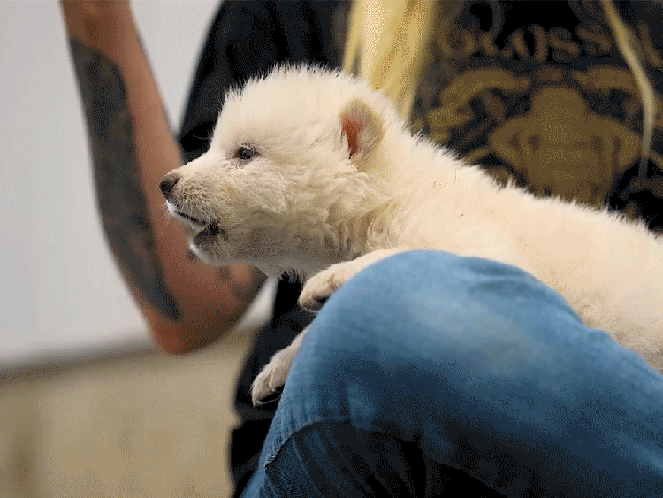 The New Yorker: Rachel Syme on Kennedy Fraser’s “As Gorgeous as It Gets ...