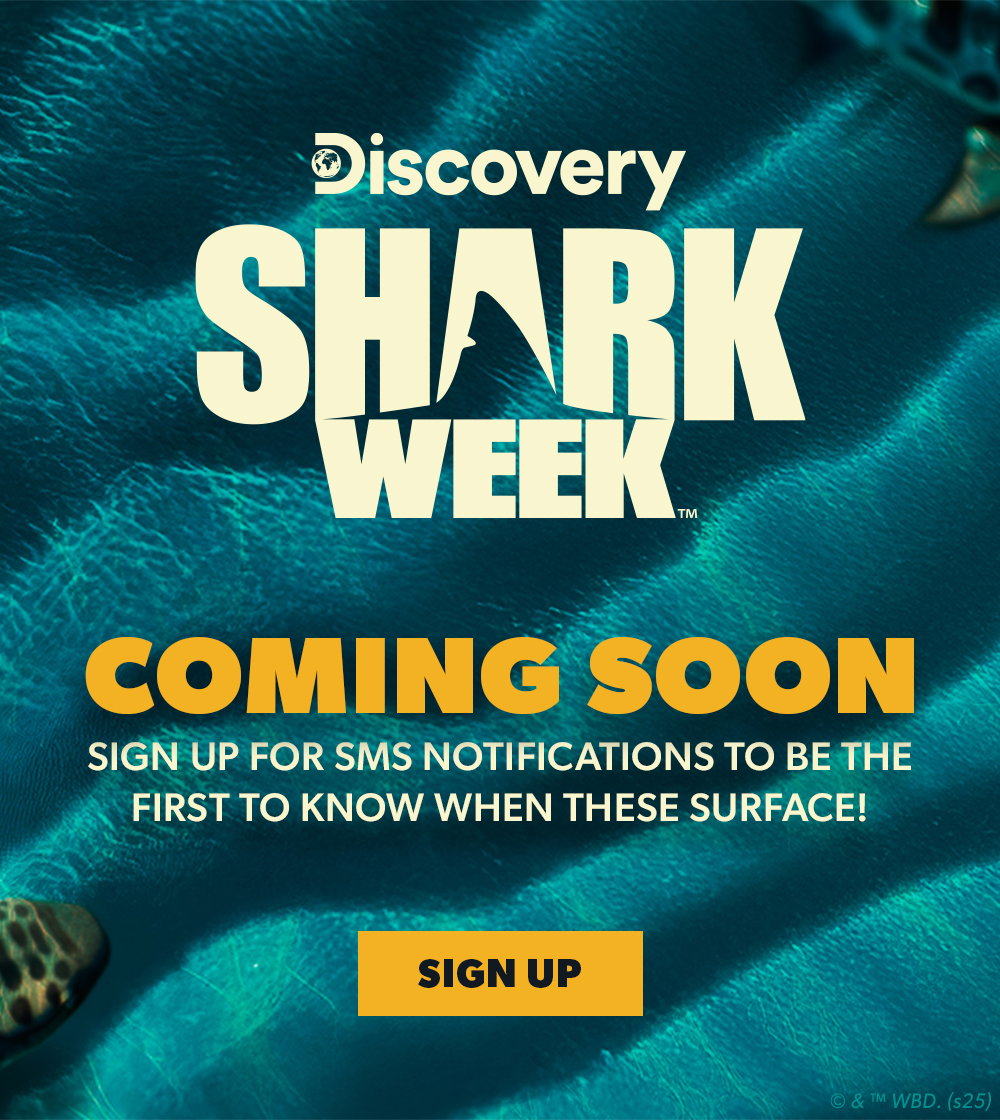 Knockaround: 🦈 Coming Soon: Shark Week 2025 | Milled
