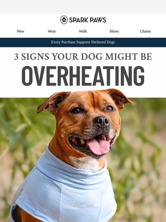 Spark Paws: 3 Signs Your Dog Is Overheating ☀️ | Milled