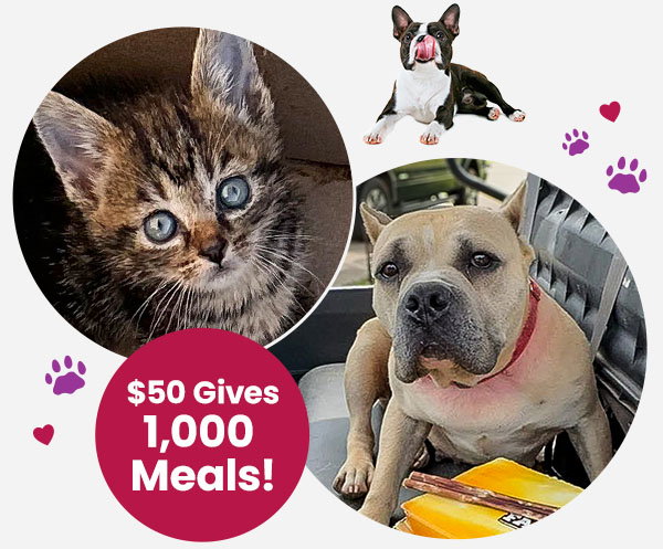 The Animal Rescue Site: 💜 Help Shelter Pets with a Simple Click 💜 | Milled