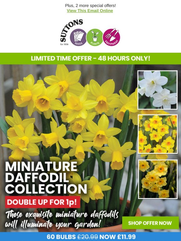 Suttons Seeds: Dazzling Dwarf Daffodils – double for 1p extra | Milled