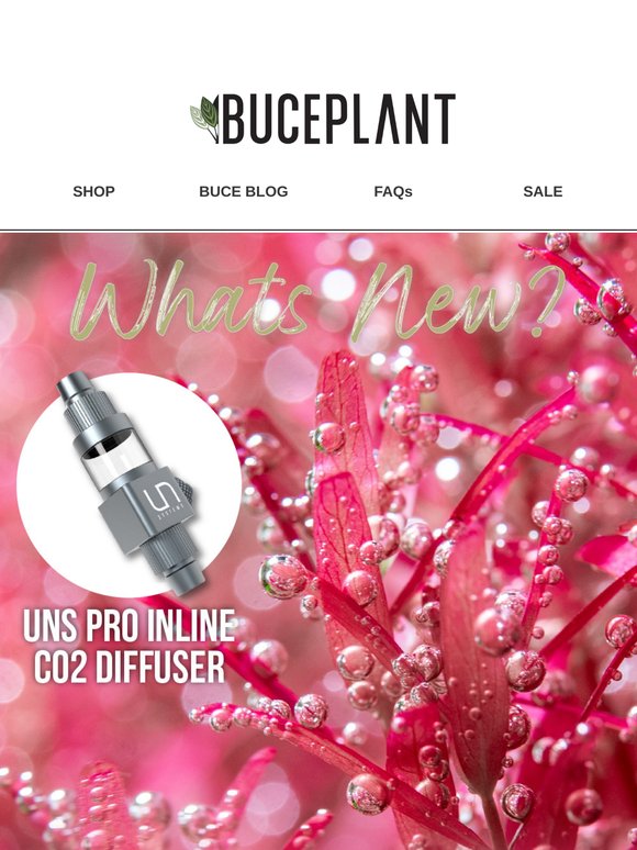 Buce Plant: Cleaner Look, Better CO2 Diffusion—UNS Did It Again 🔥 | Milled