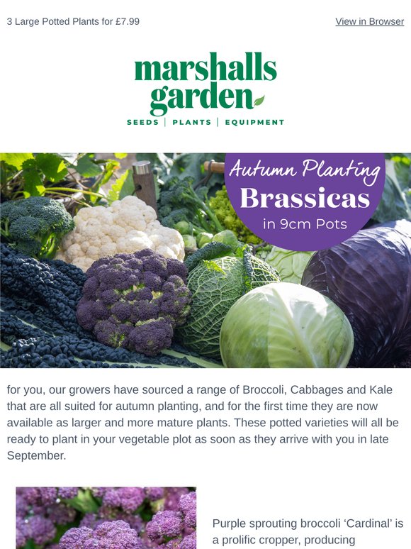 Marshalls Seeds: Our Largest Brassicas, Now Ready for Pre-Order | Milled
