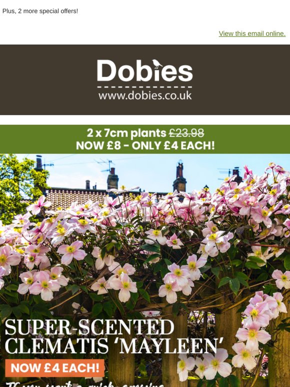 Dobies: Stunning Scented Clematis NOW £4 each | Milled