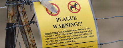 Los Angeles Times: Millions died from the plague in the 14th century ...