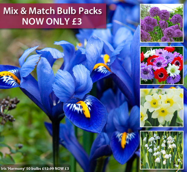 Thompson & Morgan: Only £3! Mix & Match Bulb Packs ENDS TONIGHT | Milled