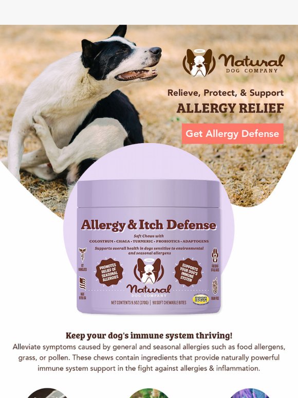 Natural Dog Company: Built for Allergy Season: Turmeric, Chaga ...