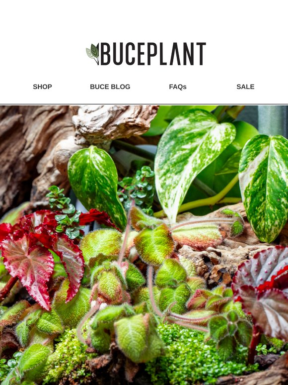 Buce Plant: Plant Picks That Will Make Your Tank Pop 🌱 | Milled