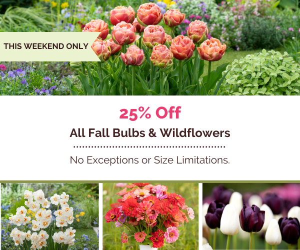 Eden Brothers: SURPRISE! 25% Off ALL SIZES of Fall Bulbs & Wildflowers🌷 ...