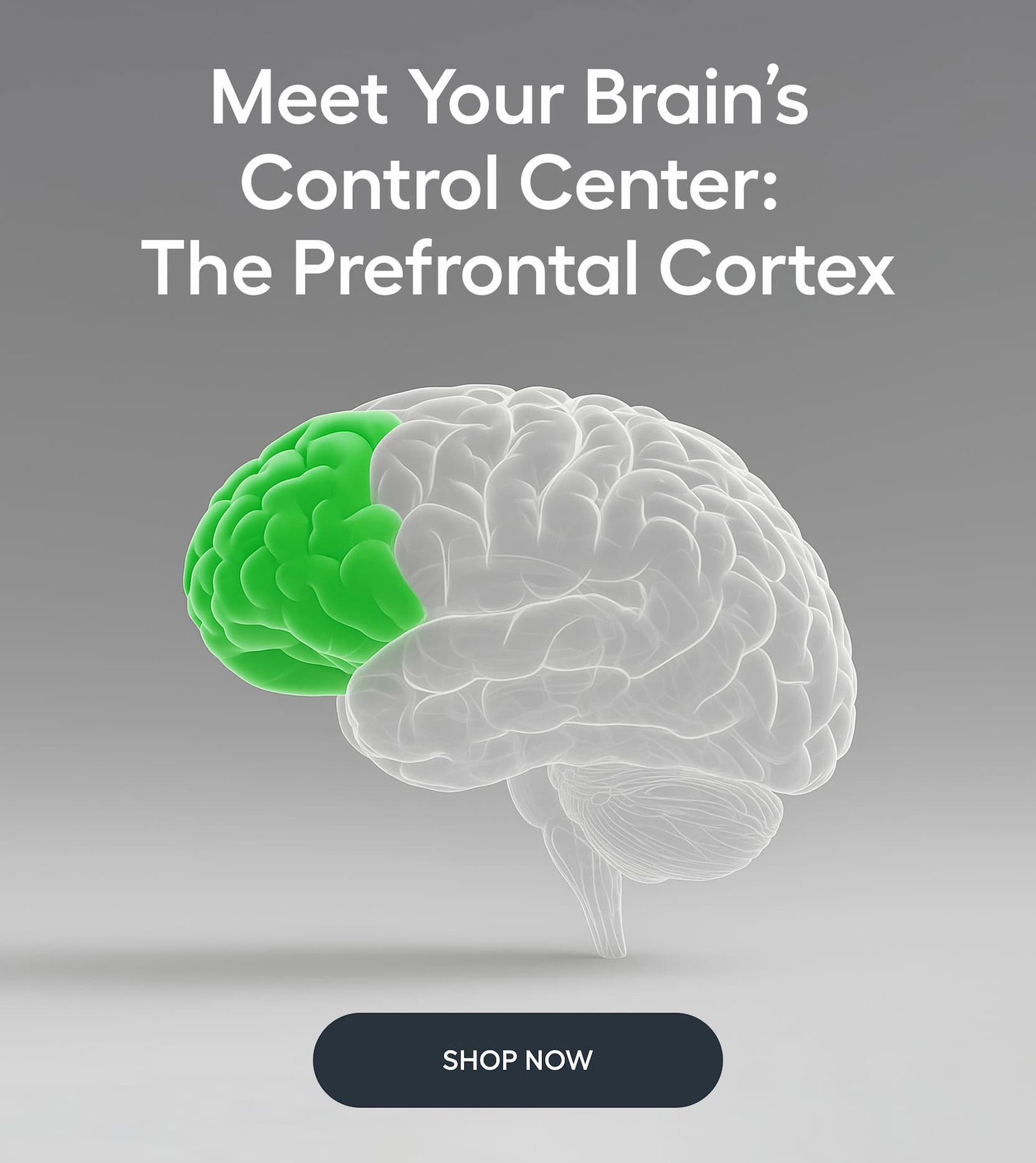 Mendi: Meet your prefrontal cortex: the brain’s control center | Milled