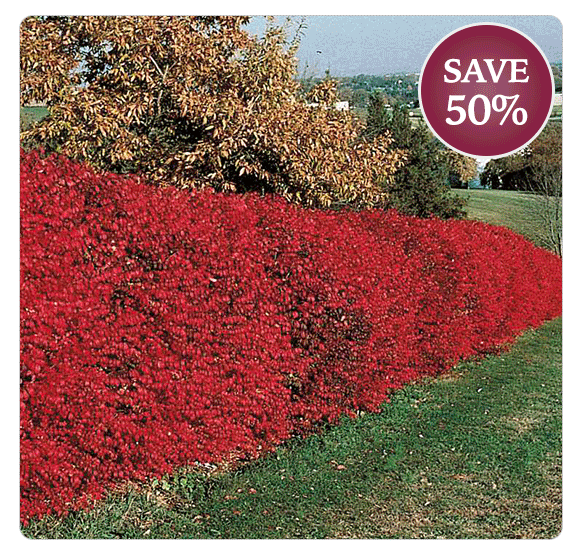Spring Hill Nursery: DEAL OF THE WEEK: 50% Off Dwarf Burning Bush | Milled