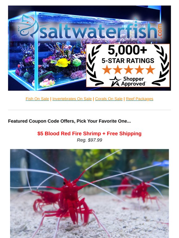 Salt Water Fish: 🐠WoW! $5 Blood Red Fire Shrimp plus Free Shipping | Milled