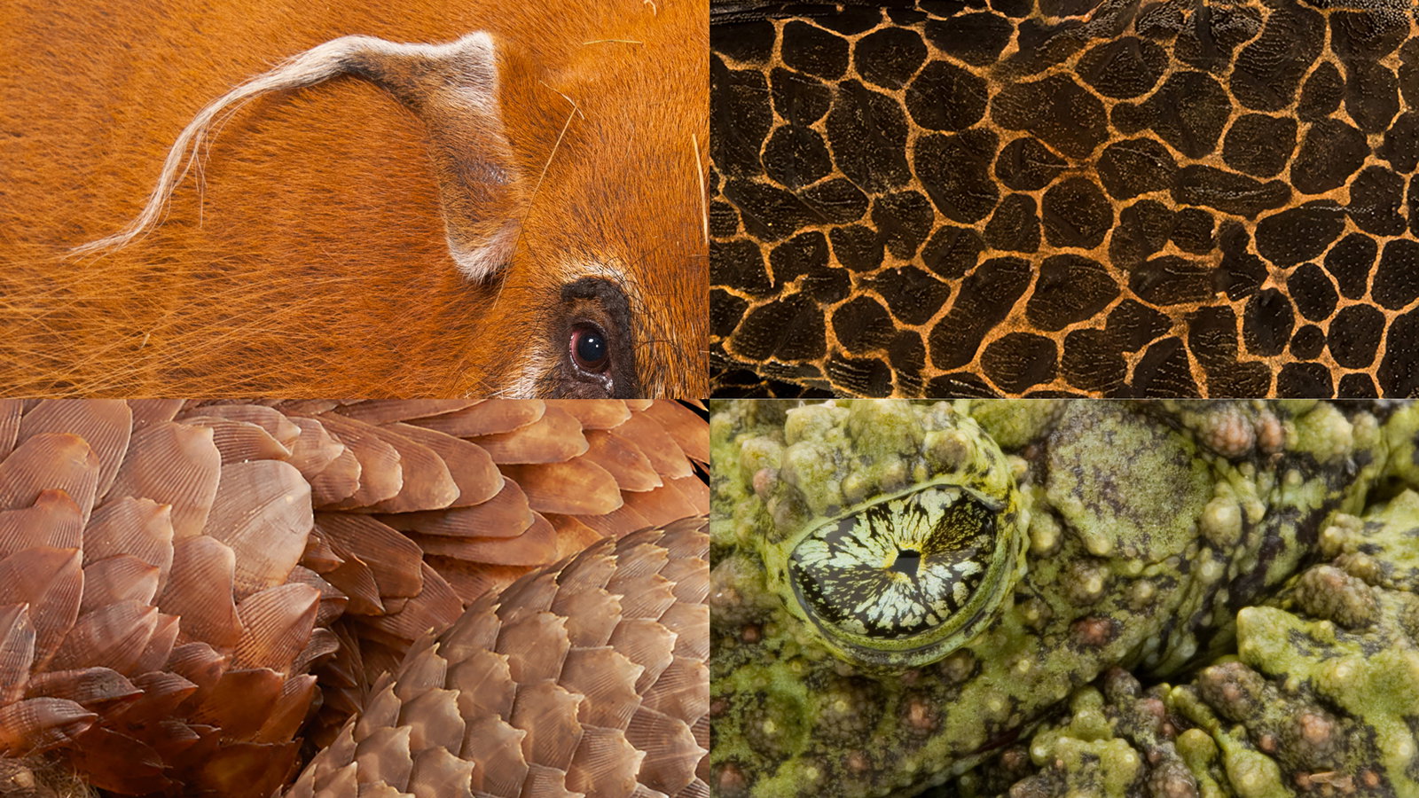 Disney: 6 amazing ancient tattoos, a messy mummy experiment, and an ...