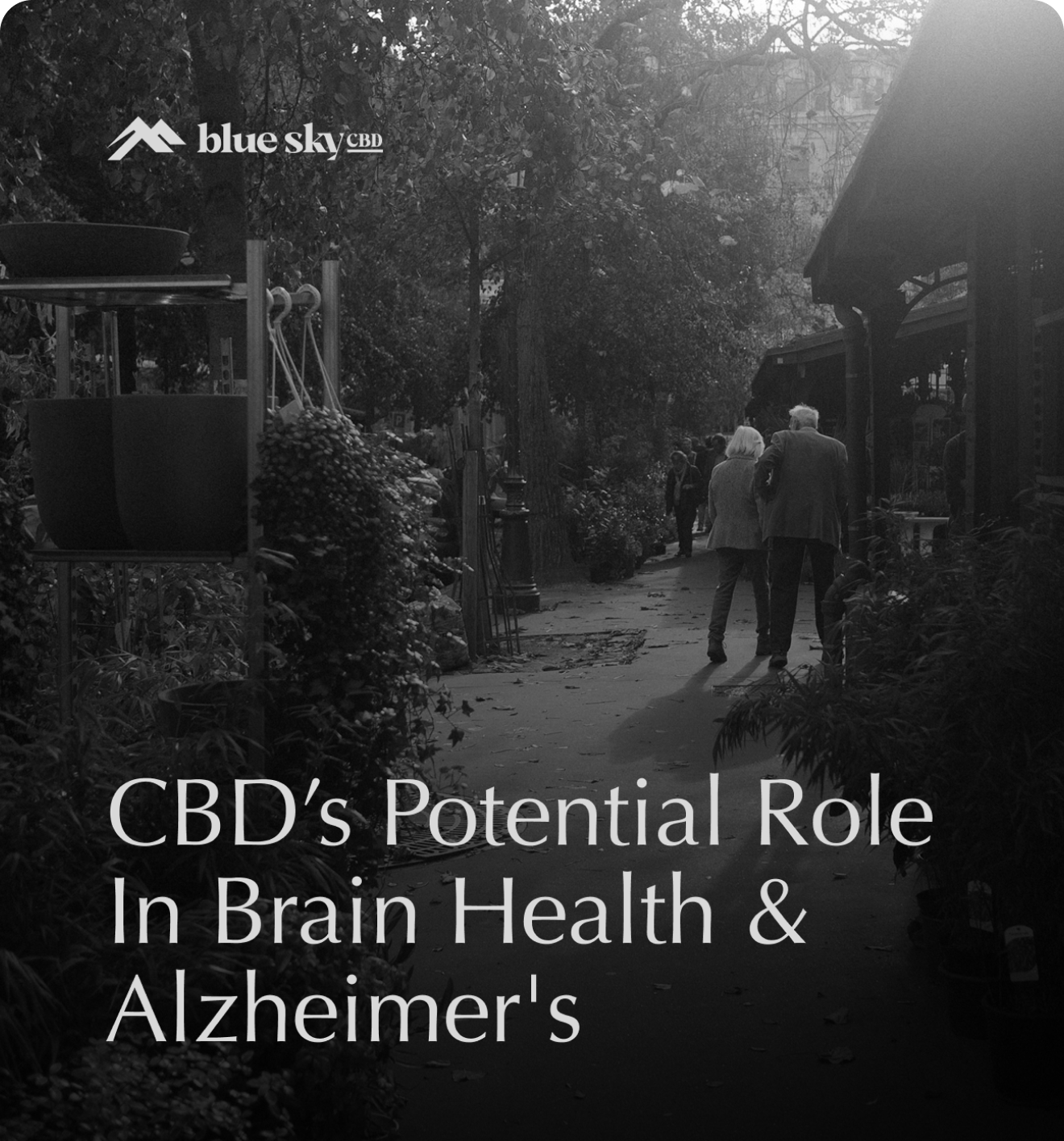 Blue Sky CBD: New research: CBD’s potential role in brain health ...